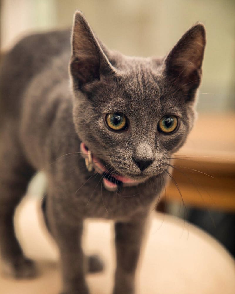 GATÚ Cat Café - Perú - Cafetería con Gatitos en Adopción